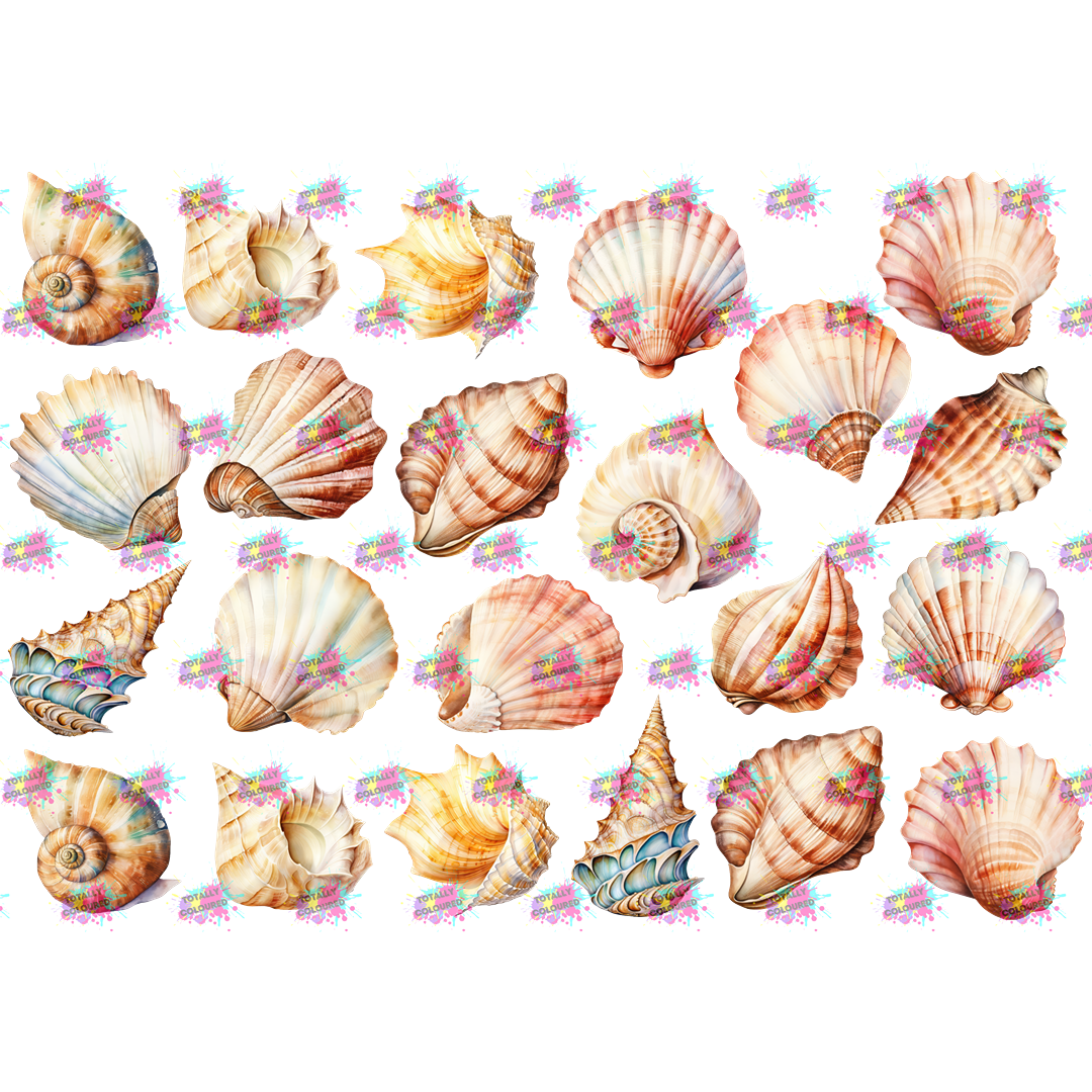 Sea Shells 5cm Sticky sheet | Totally Coloured