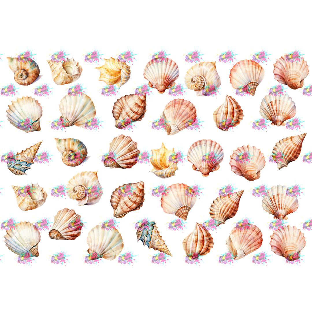 Sea Shells 3.5cm Sticky sheet | Totally Coloured